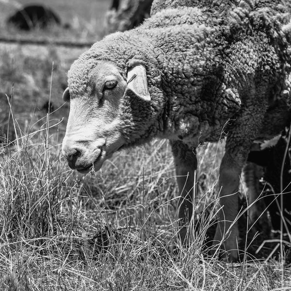 Stone Wool Cormo Worsted Weight Yarn – Quince & Co.