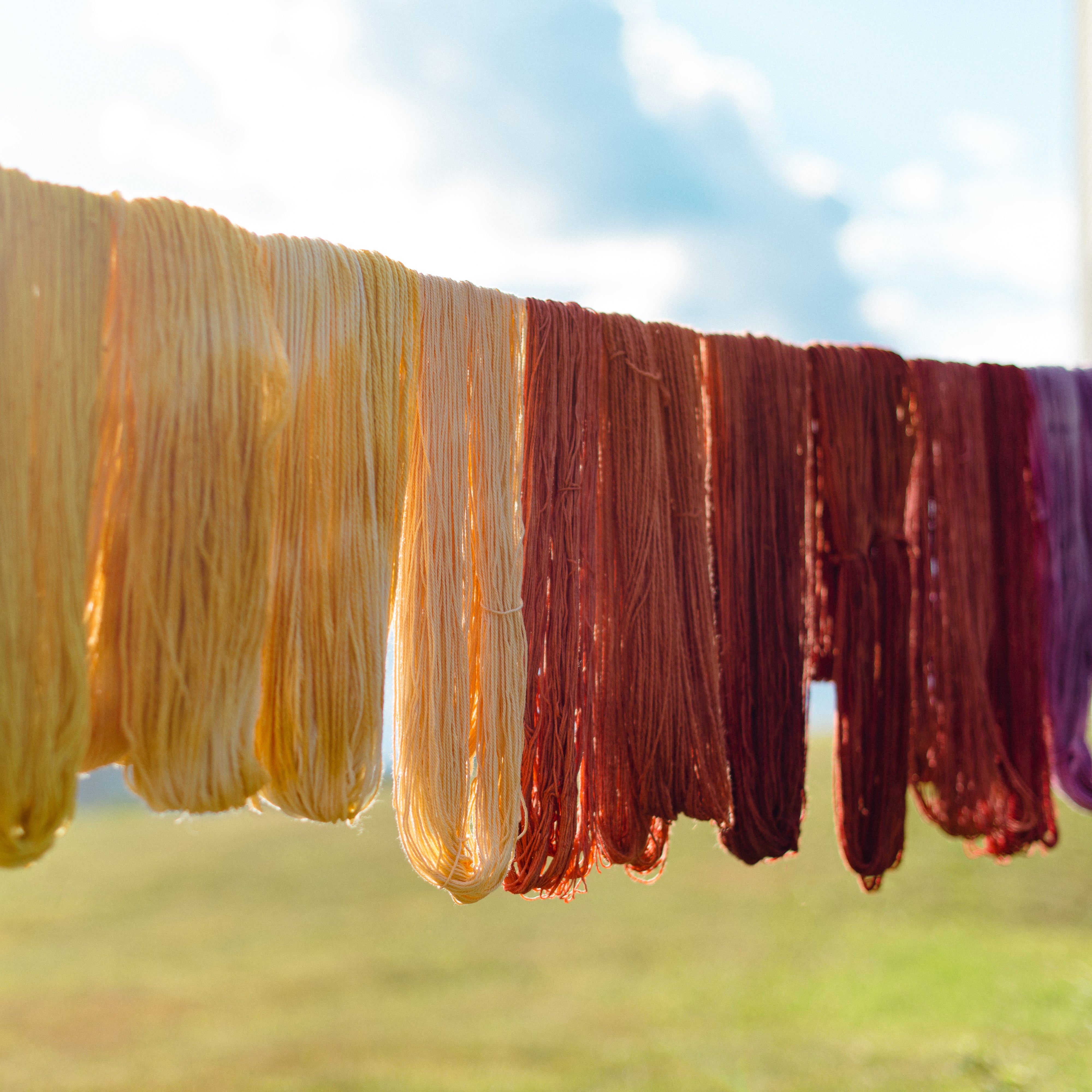 natural dyes – Quince & Co.